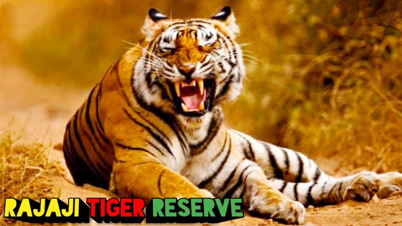 RAJAJI TIGER RESERVE | Rajaji National Park | Rajaji National Park ...