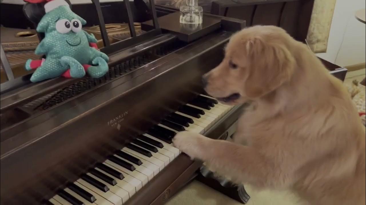 Golden Retriever Puppy Plays Piano - YouTube