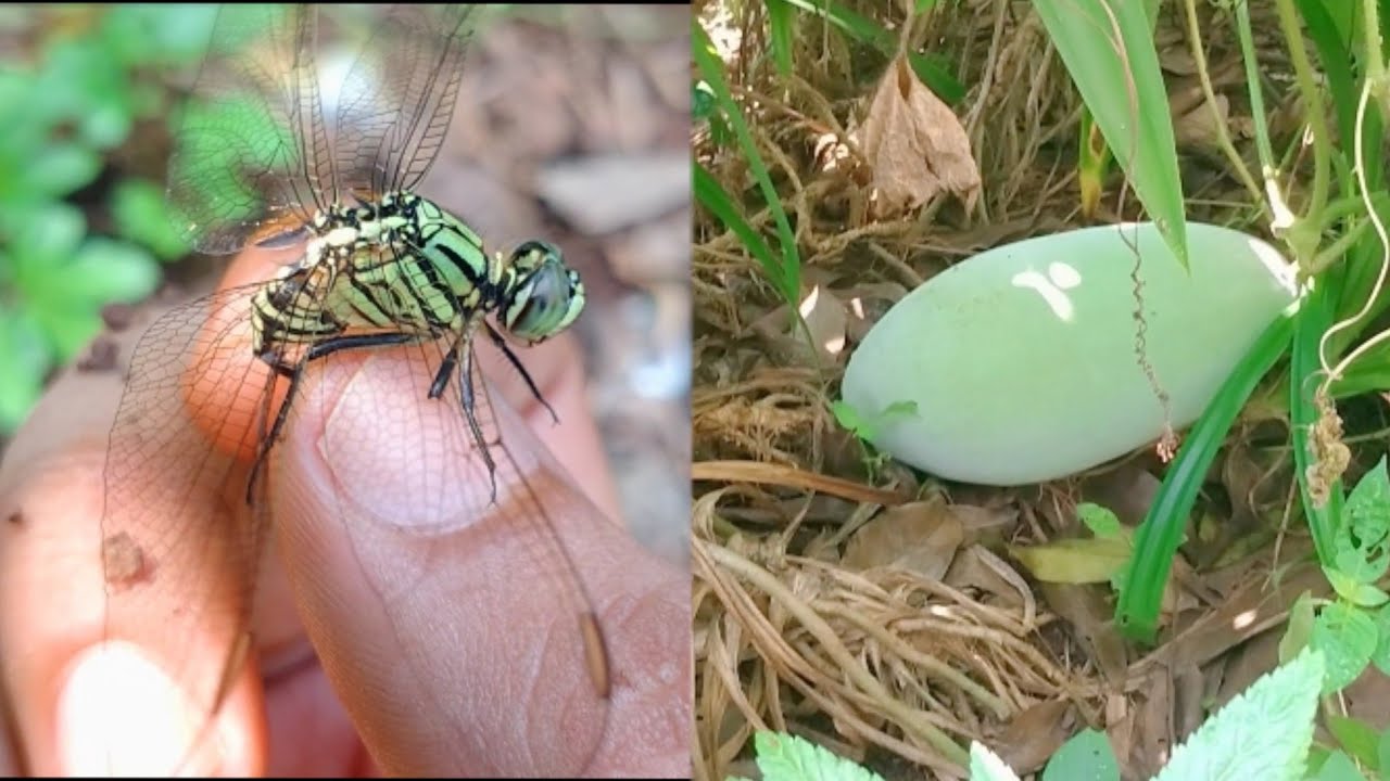 APAKAH INI TELUR DINOSAURUS ??!! DRAGONFLY INDONESIA !! BERMAIN ...