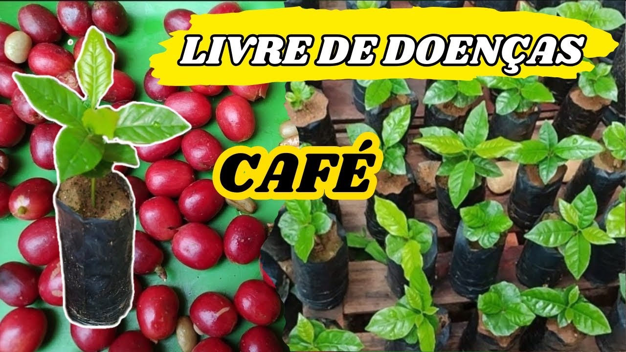 Como fazer MUDAS DE CAFÉ / Como preparar o SUBSTRATO para MUDA DE CAFÉ ...