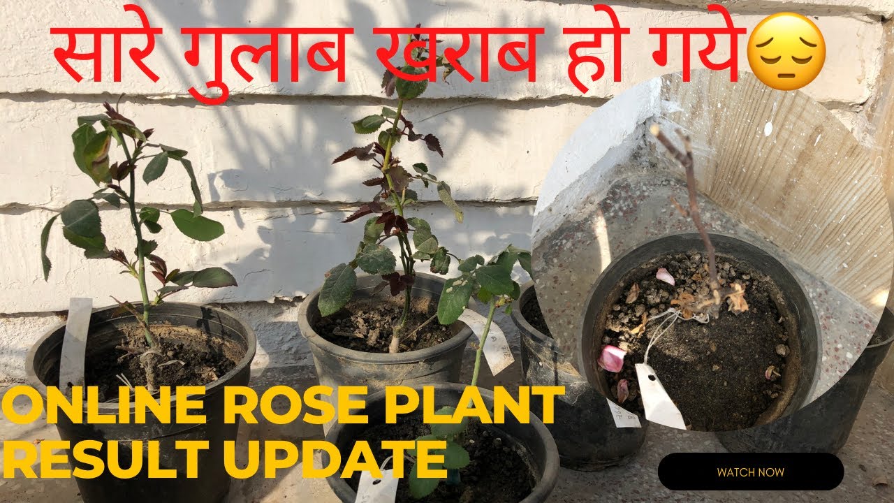 ONLINE ROSE PLANTS RESULT UPDATE/PLANT'S ROSE WORLD से मंगाये गुलाब के ...
