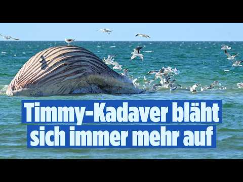 🔴 WAL TIMMY: Bergungsversuche abgebrochen  – Wird er heute explodieren? | BILD LIVE