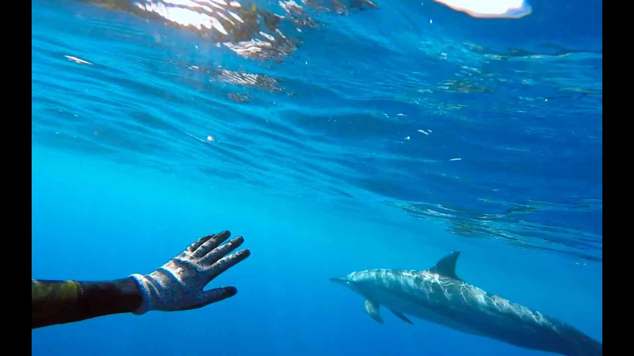 GoPro: Making Dolphin Friends 2 Step Hawaii - YouTube