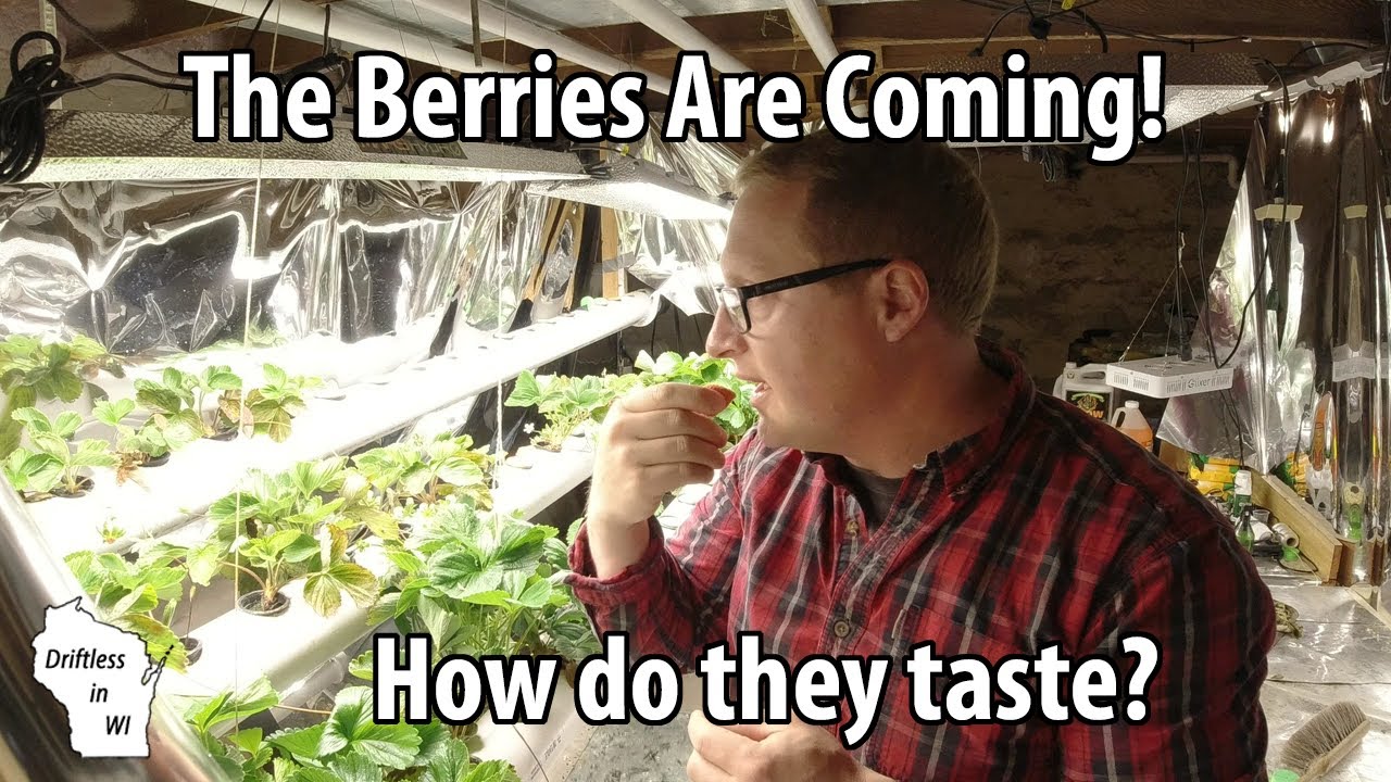 How to Propagate Strawberries in NFT hydroponic system Part 2 - YouTube