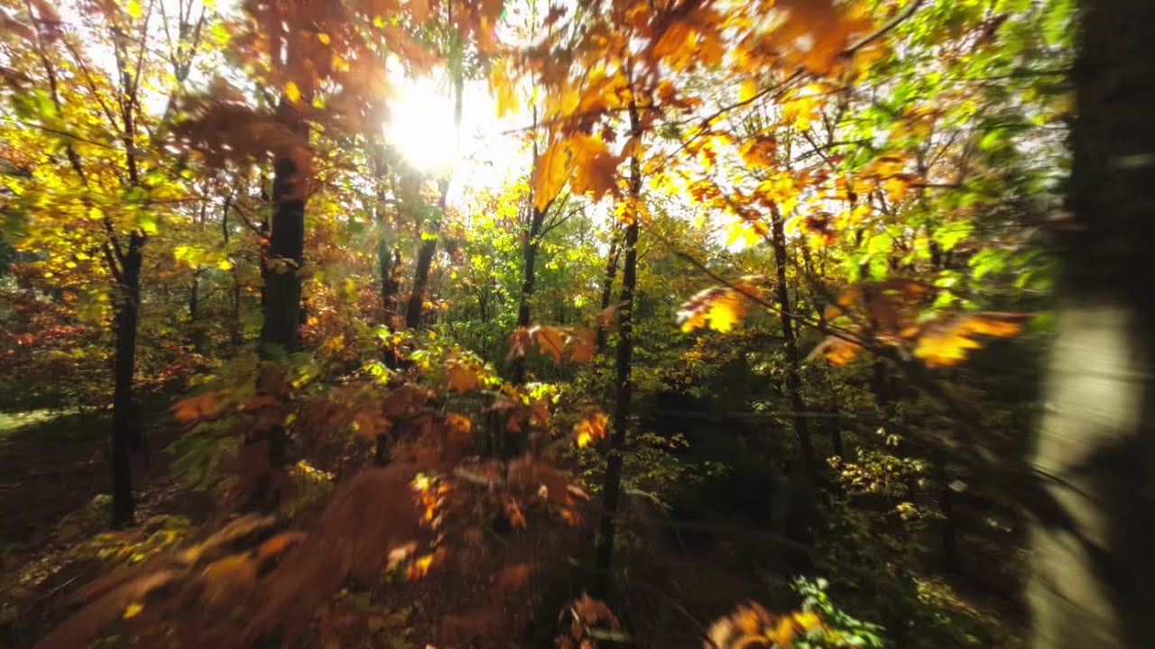 Autumn 🍂 - Pavo Pico 3S & Gyroflow - YouTube
