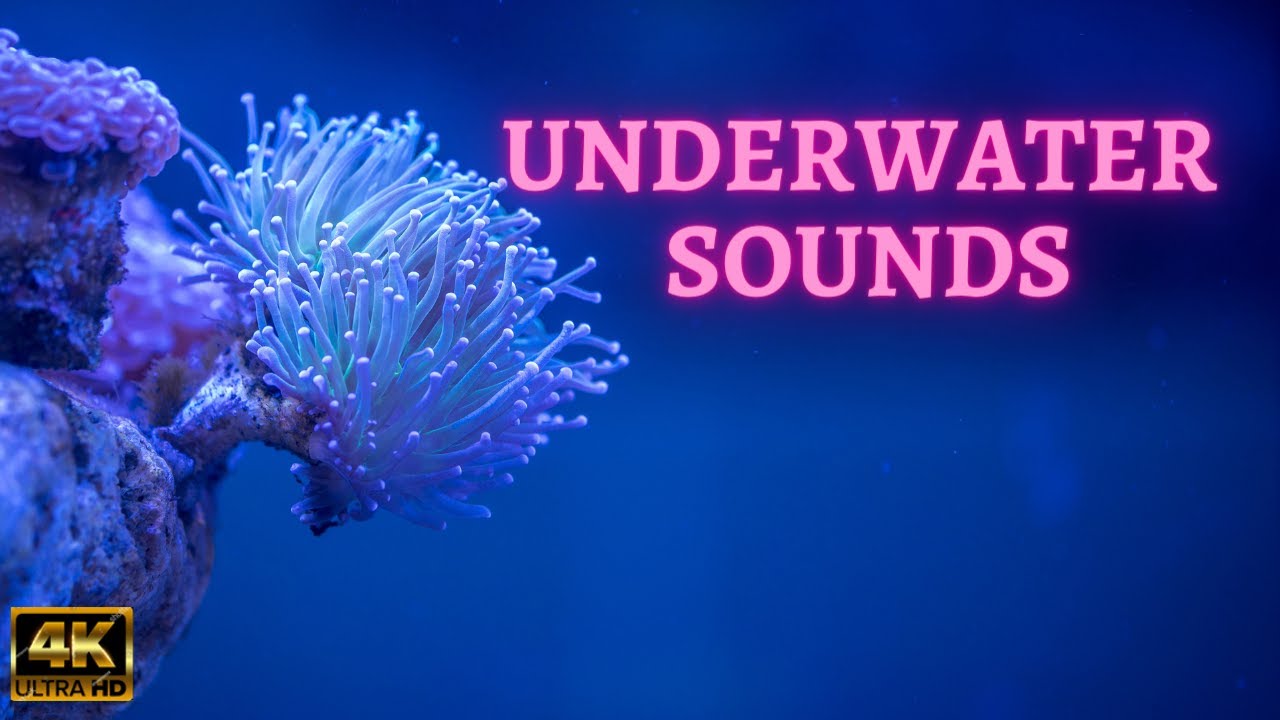The Calming Sounds of Underwater Nature Photography in all its Splendor ...