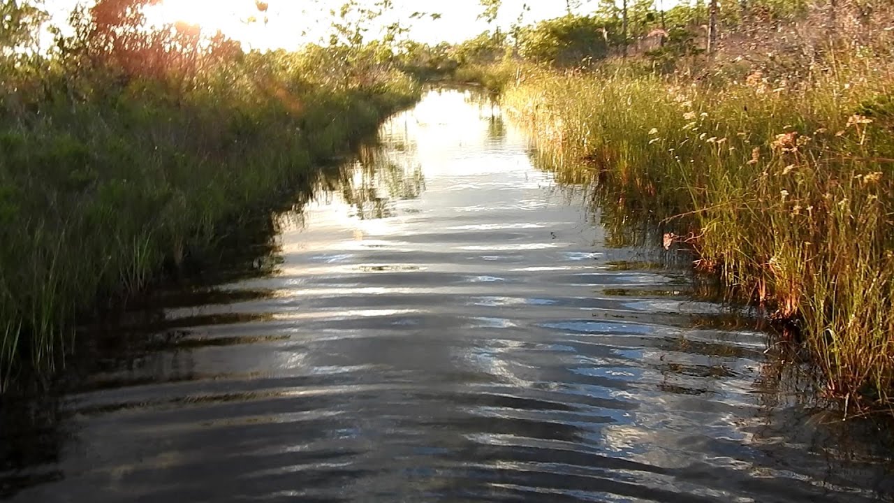 Wet Hiking - Jones/Hungryland Wildlife & Environmental Area, FL - YouTube