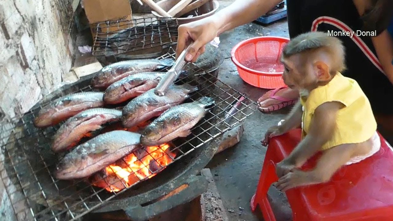 Baby Monkey Donal Sitting Look Mom Grill Fishes Very Gentle, Donal ...