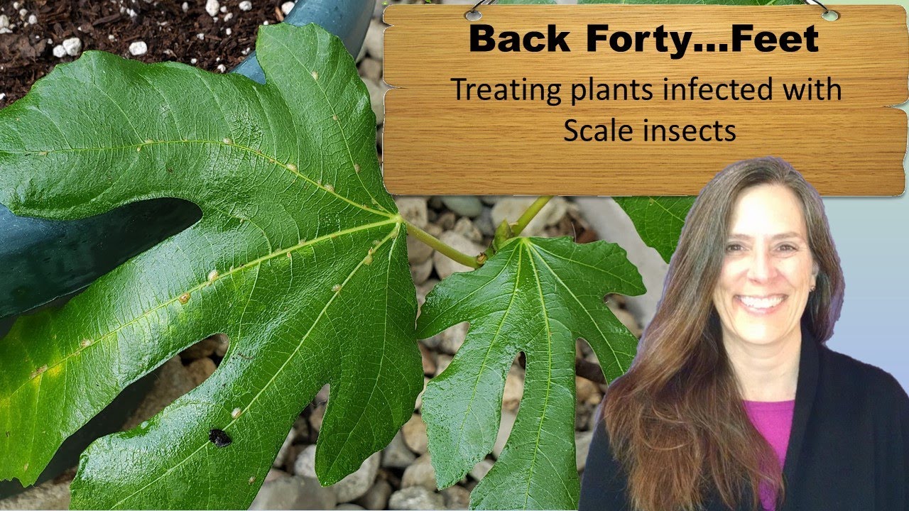 Scale insect treatment for your plants E12S2 - YouTube