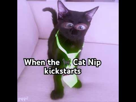 Catnip Overload: My Cat Loses It! 😂 (Funny Cat Video) - YouTube