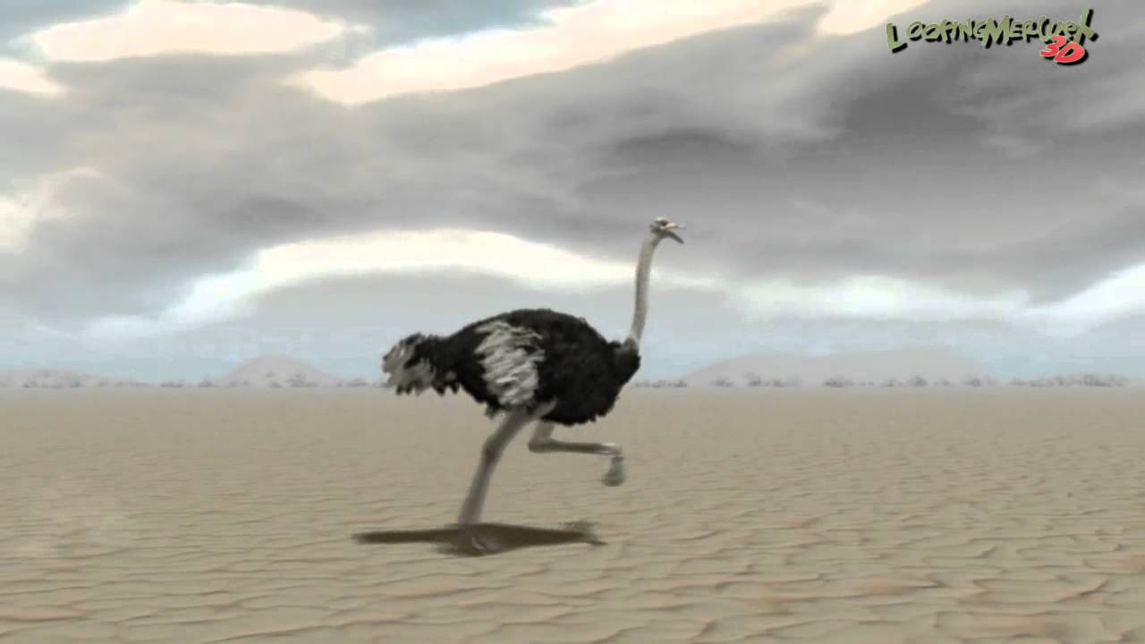 Ostrich Running - 3D Simulation - YouTube