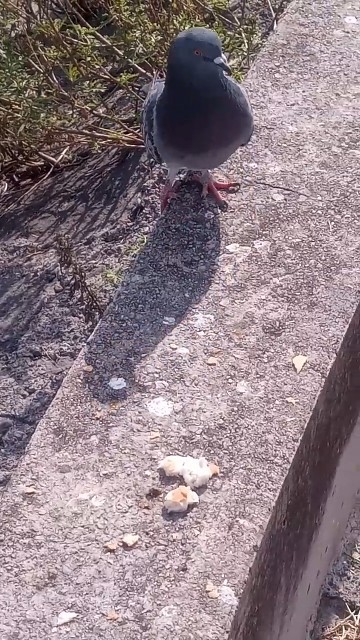 Alimentando a la paloma común🪶#palomassilvestres #pigeon #palomiando ...