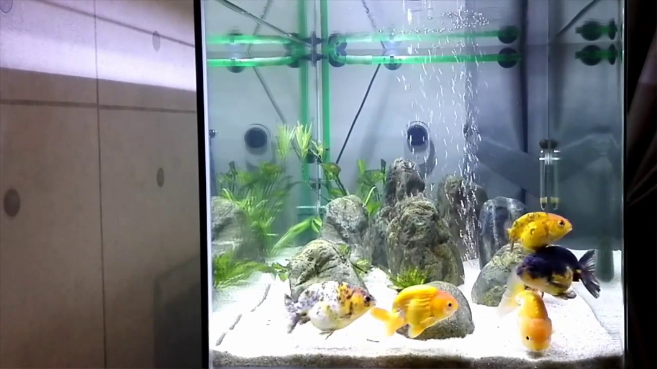 Ranchu goldfish tank - YouTube