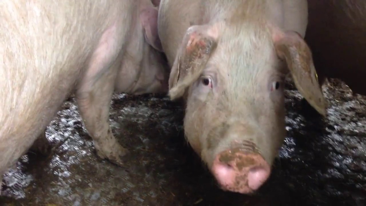 Essex Pig Save December 12th 2016 Cheale Meats #10 - YouTube