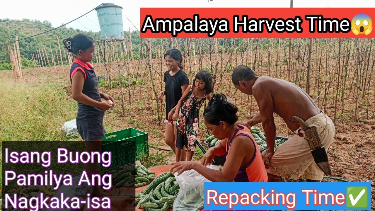From Harvest to Repacking Time Isang Buong Pamilya Nagkaka-isa at Nagtutulungan😱😱😱Ampalaya ...