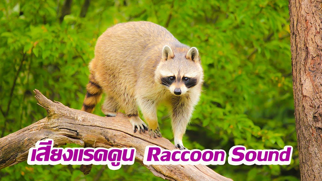 เสียงแรคคูนร้อง เสียงแรคคูน | Raccoon Sound - YouTube