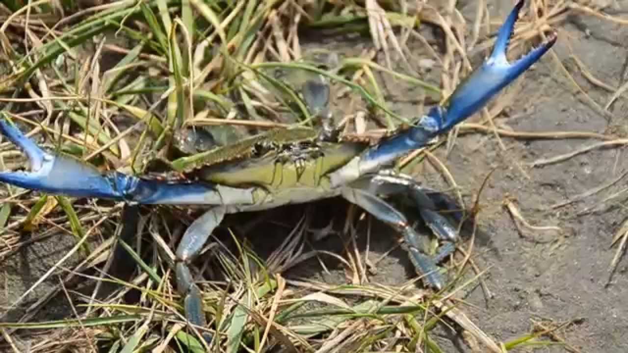 Salt Marsh Crabs