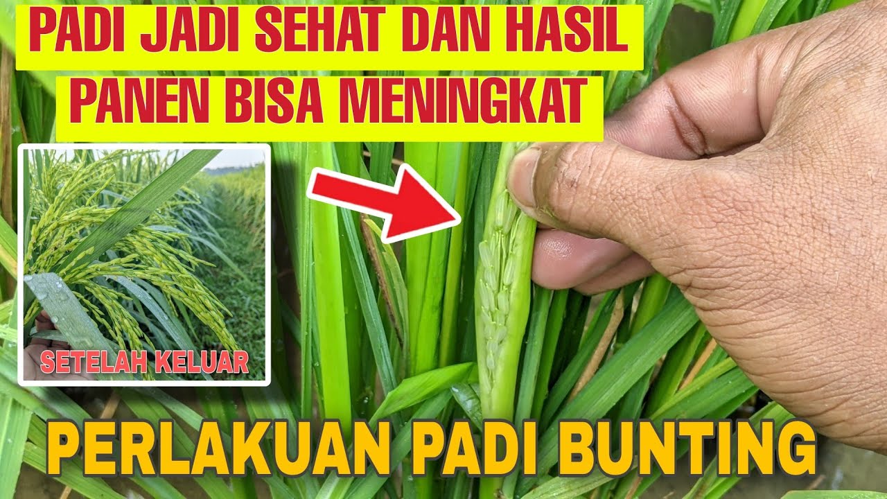 Cara Merawat Padi Bunting Agar Malai Yang Keluar Sehat Dan Produktif ...