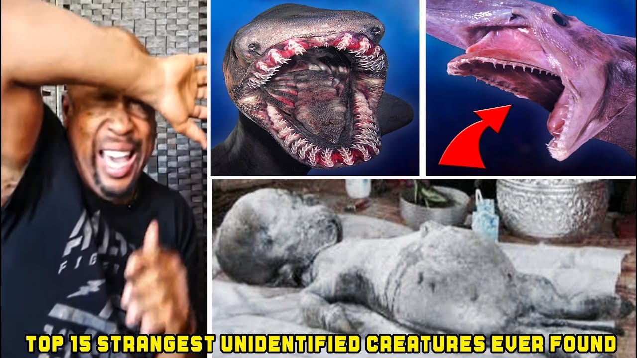 Top 15 STRANGEST Unidentified Creatures Ever Found (Old School BHD ...