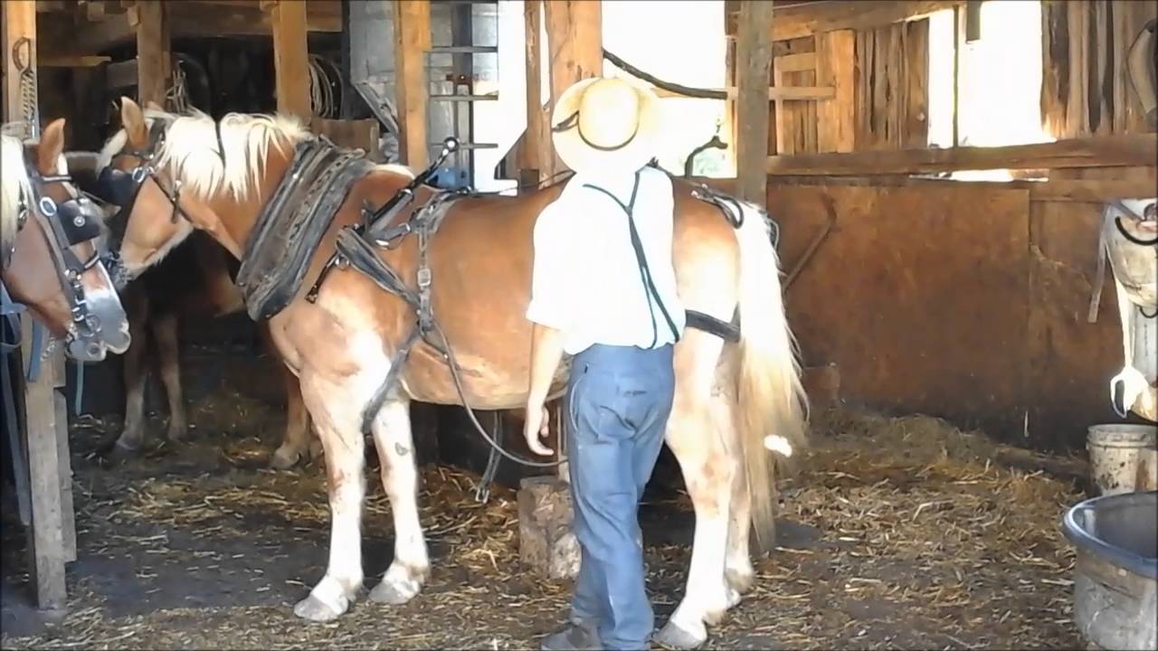 For Sale - Haflinger team - Jack and Jim driving - YouTube
