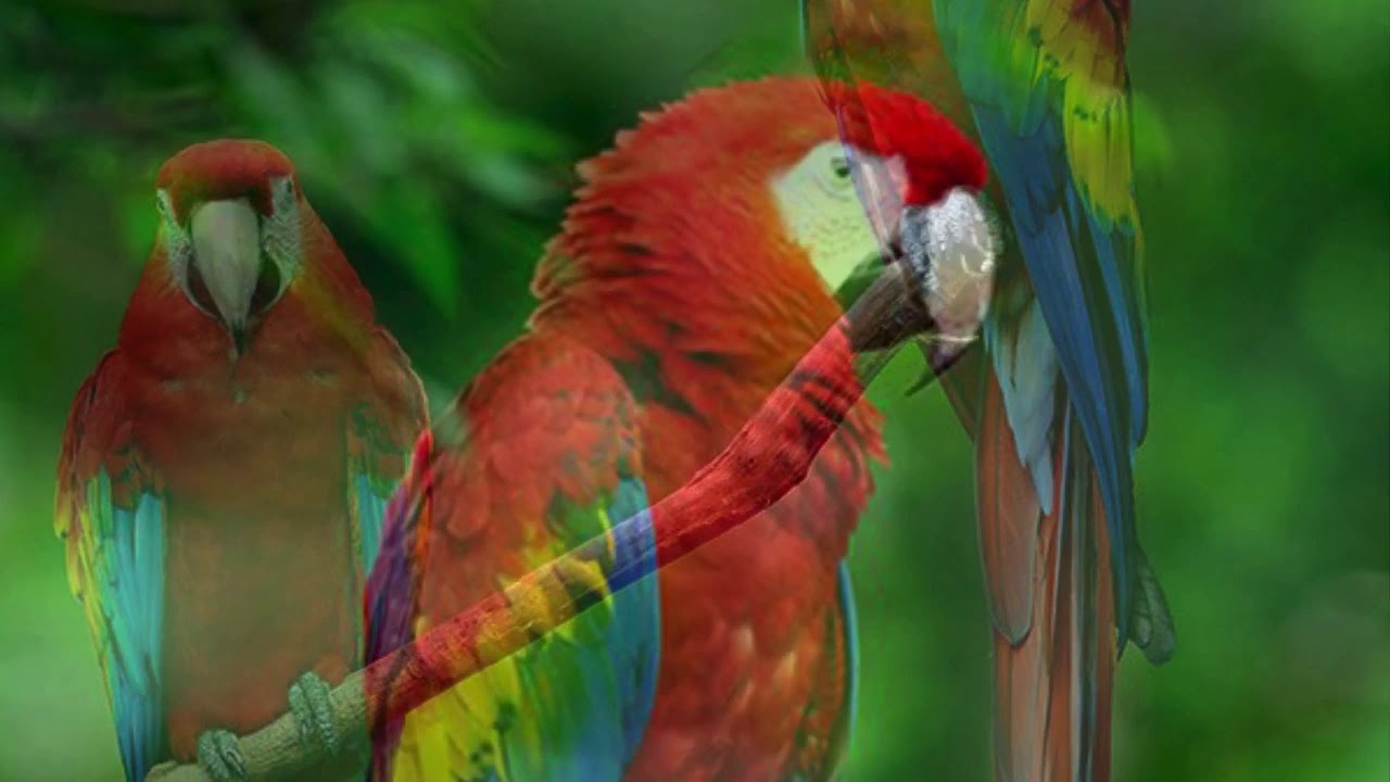 Art Lesson #9 - Drawing Birds - Grades 5th & 6th - YouTube