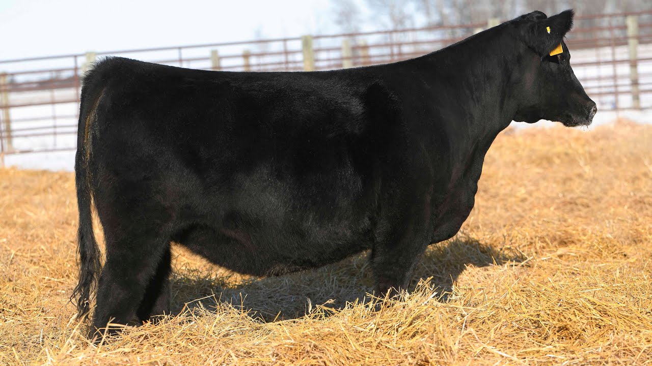 Bailey Livestock: Tag 082H - YouTube