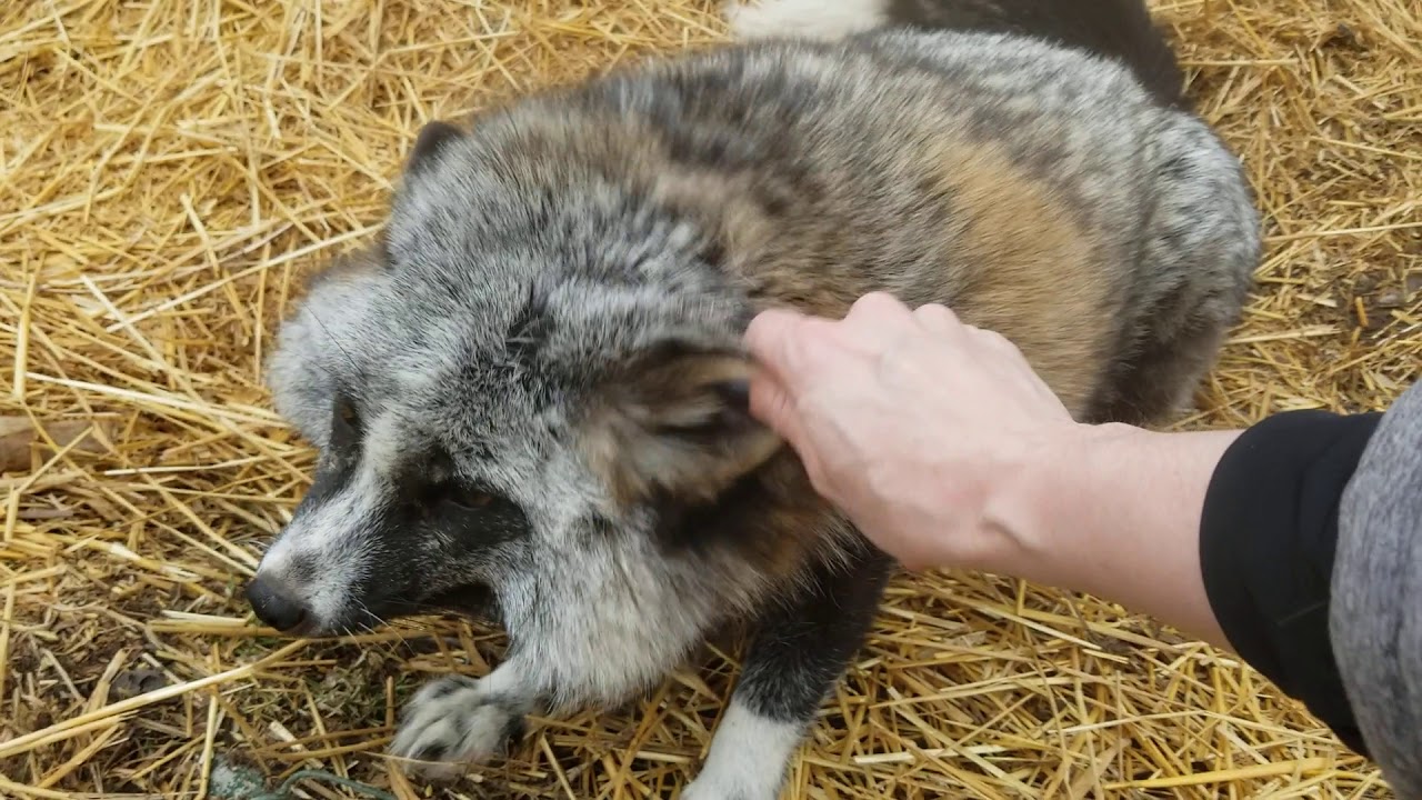 My Pet Fox: Abby Loves Belly Rubs - YouTube