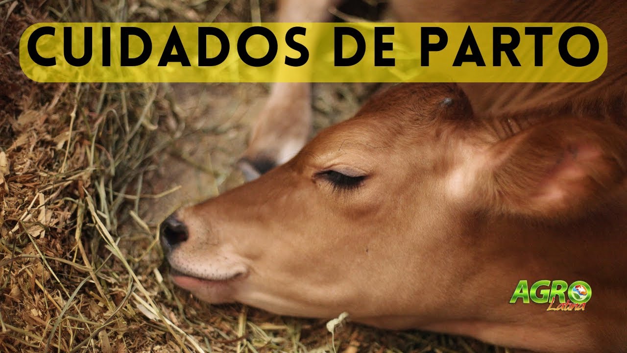 GESTACIÓN Y PARTOS BOVINOS Cuidados. Prevención enfermedades y ...