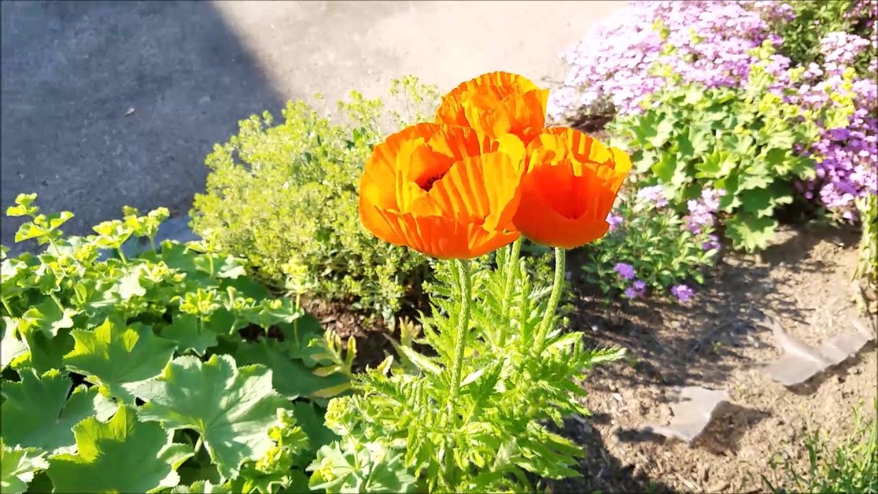 Spring Garden Tour - Part One - YouTube