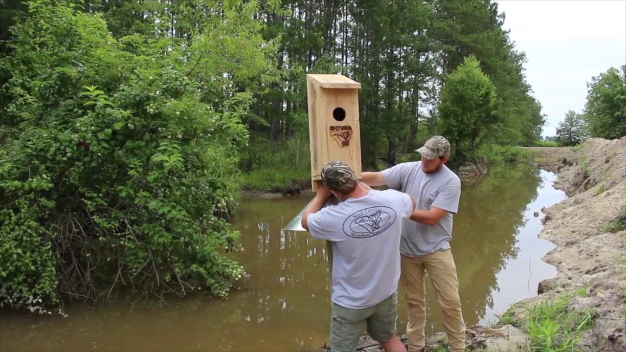 SCWA Wood Duck Project: Installation - YouTube