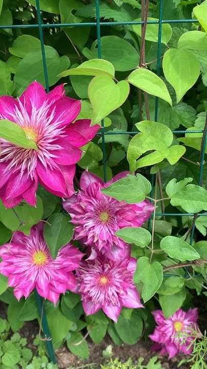 Клематис КАЙЗЕР первое цветение - YouTube