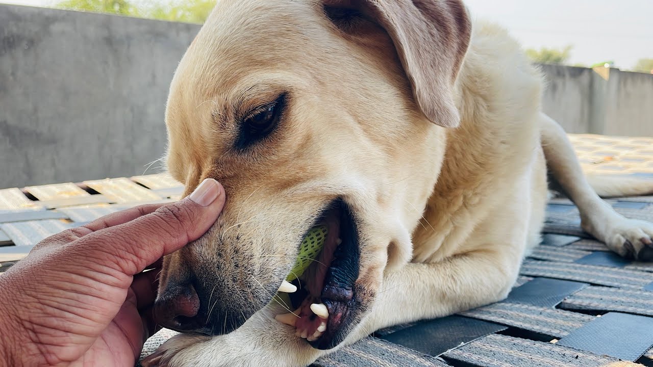 My Labrador Aggressive On Me || Fully trained Dogs Video || Aggressive ...