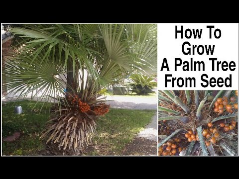 🌴How To Grow A Palm Tree From Seed - YouTube