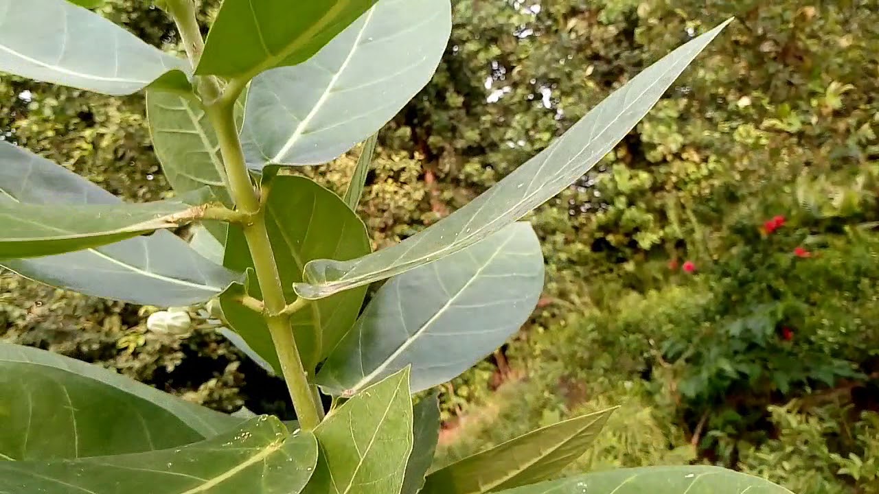 AKK PLANT BENIFIT - YouTube