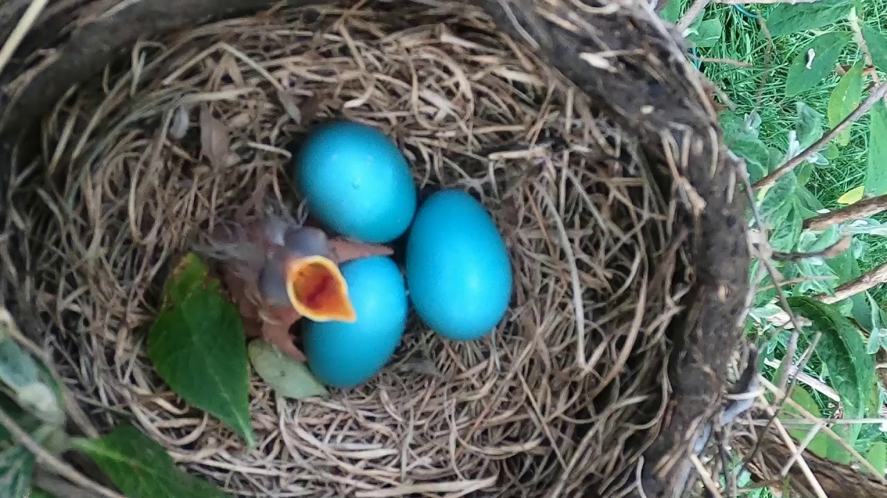 Baby Robin - Just hatched - GoPro Hero 8 - YouTube
