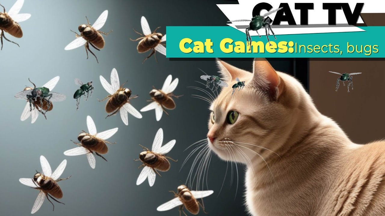CAT GAMES - LITTER BOX FLIES (FOR CATS ONLY) - YouTube