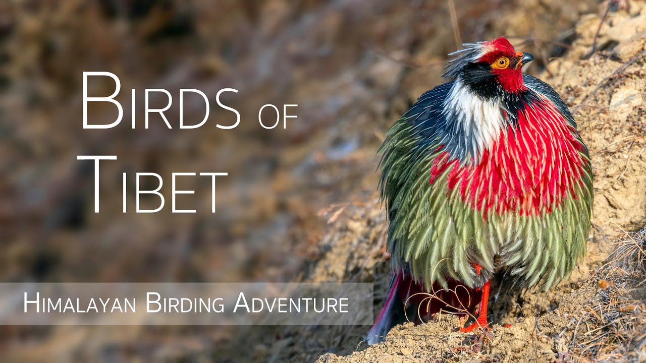 Birding in Tibet: A Himalayan Adventure | Birds of China | 1/2 - YouTube