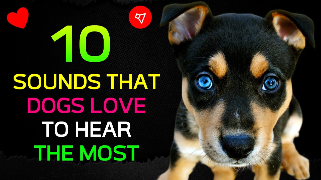 10 Sounds That DOGS Love to Hear the Most ♥️ - YouTube