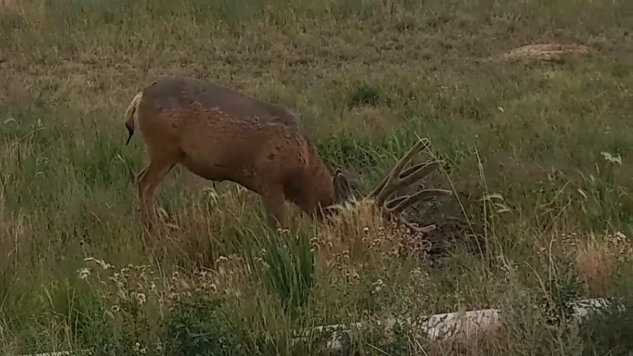 Colorado Mega Trophy Mule Deer... 200+ inches Boone and Crockett Muley ...