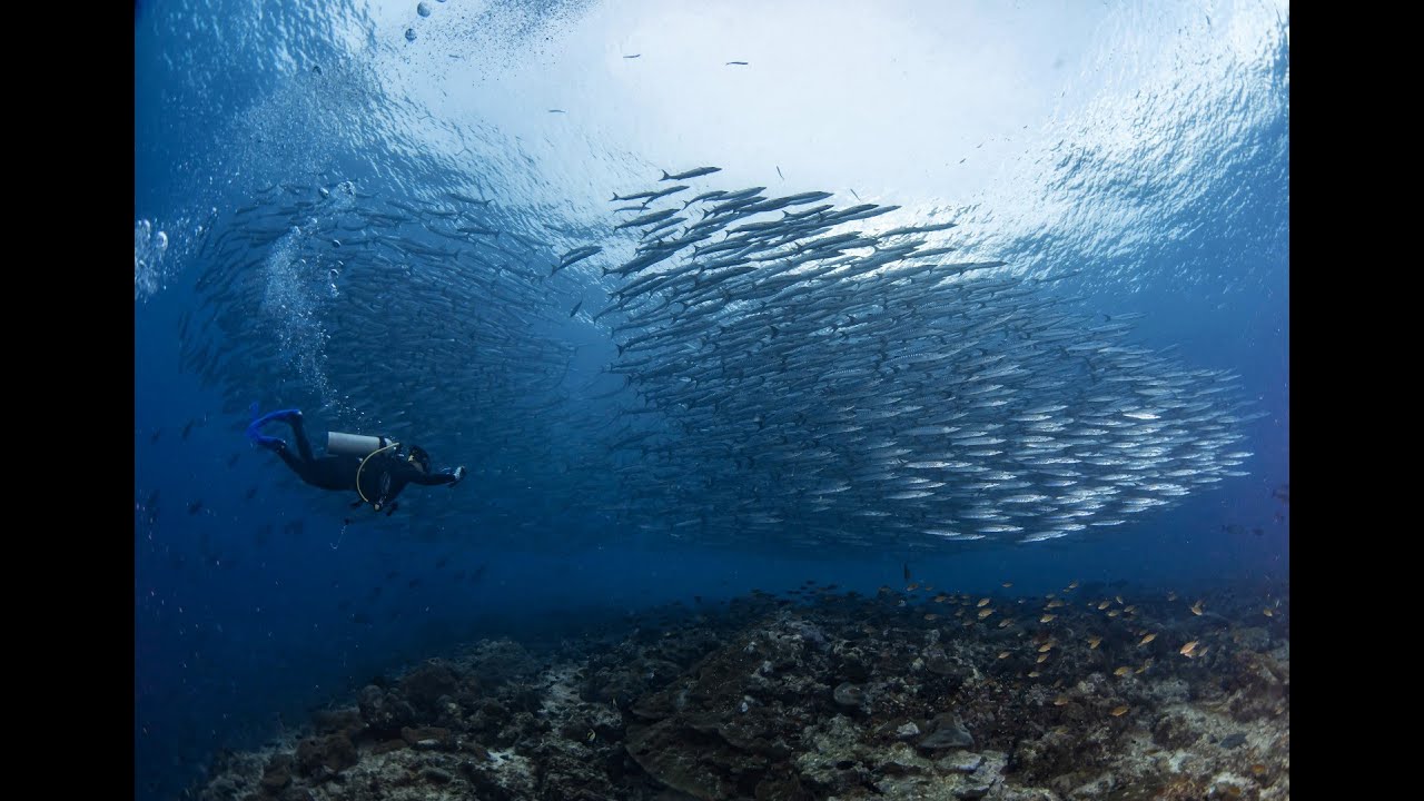 Maratua Dive Trip 2023 - YouTube