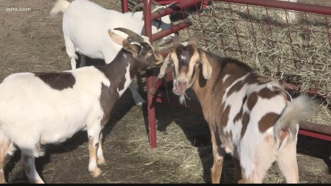 Hungry goats want your Christmas trees - YouTube