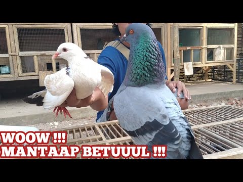 MERPATI MEGAN SUPER MANTUUL - YouTube
