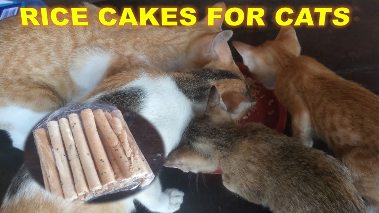 Rice cake for cat #khmeranimalsandplants - YouTube