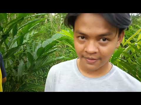 KEPERGOK WIK WIK DI KEBUN  VLOG CIPAWARANG