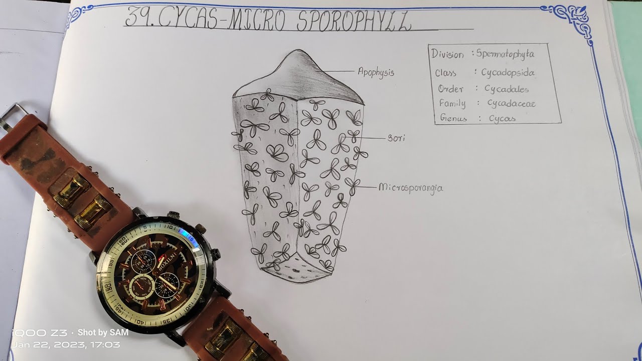 Drawing CYCAS-MICROSPOROPHYLL//in easy steps #sameerarts #intermediate ...