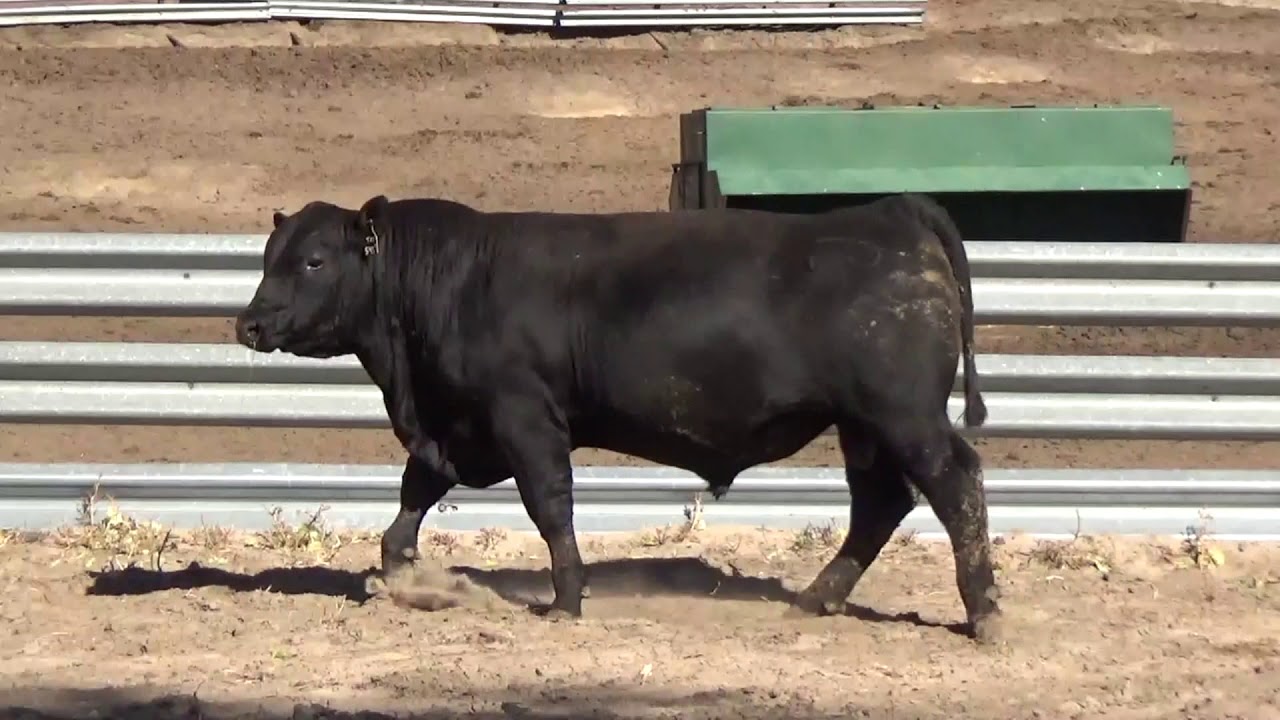 Connealy Angus Lot 35 - YouTube