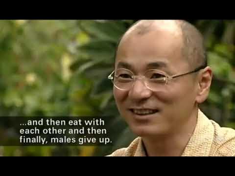 9 The Last Great Ape PBS Nova - YouTube