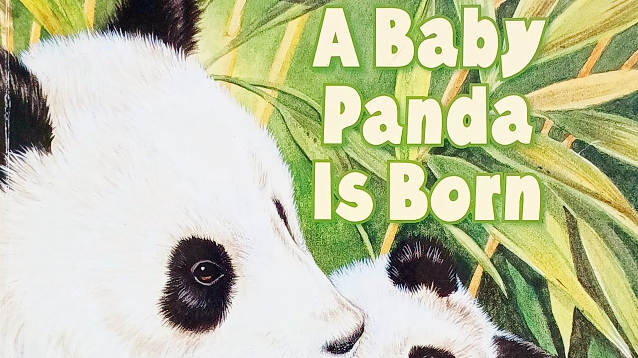 [ A Baby Panda Is Born ] - YouTube