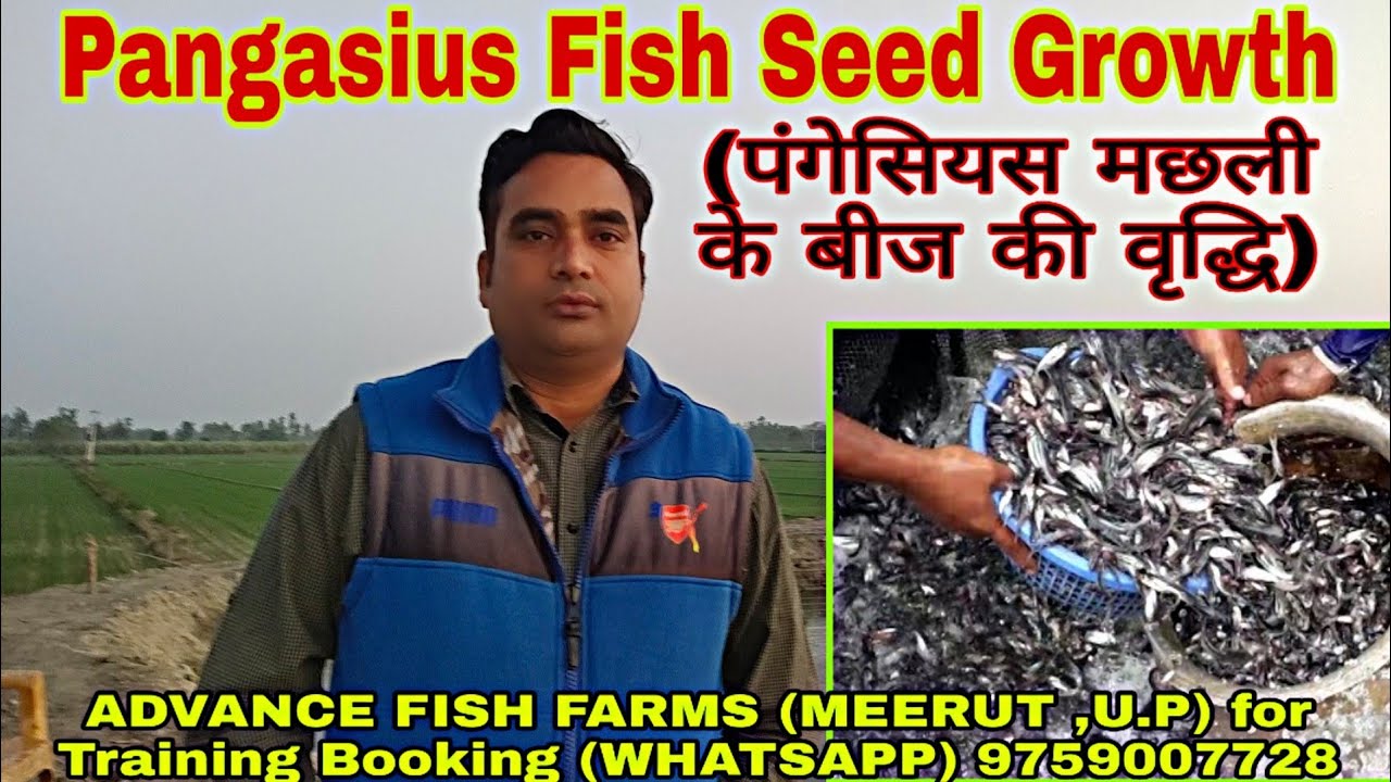 Pangasius Fish Seed Stocking Growth ( Sikandar Abbas ) - YouTube
