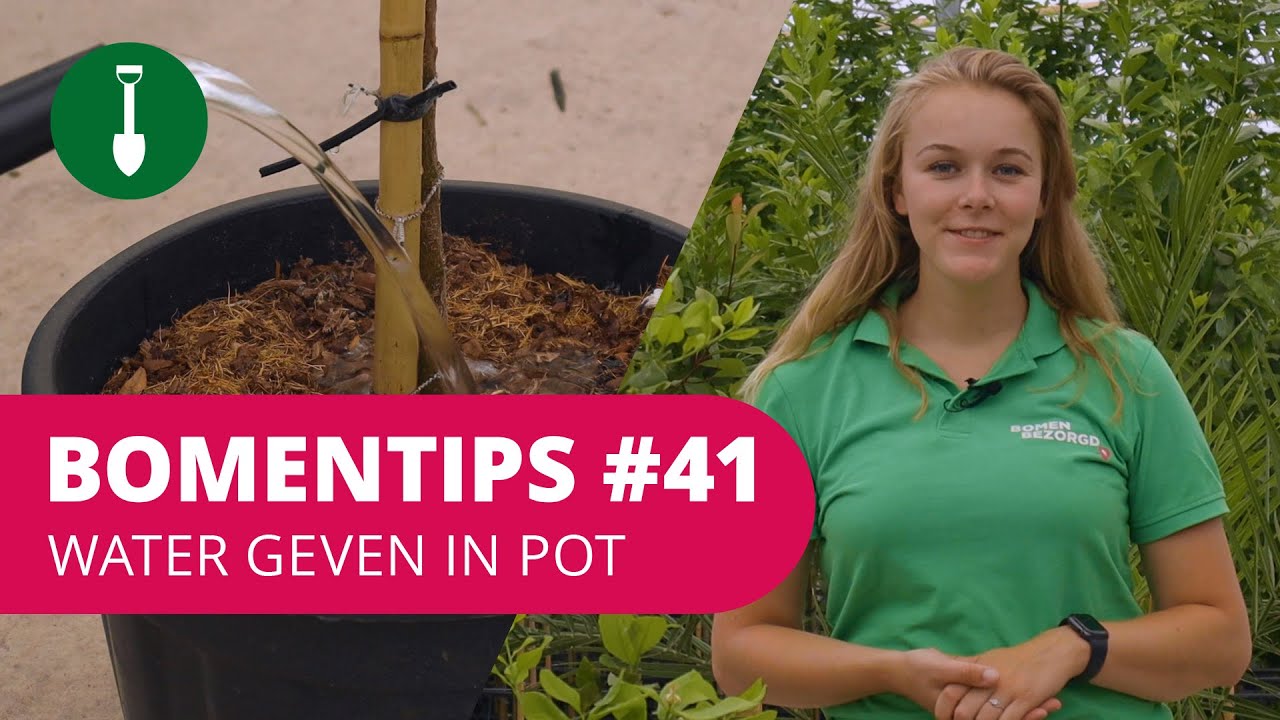 BOMENTIPS #41 | Geef je bomen in pot water! - YouTube